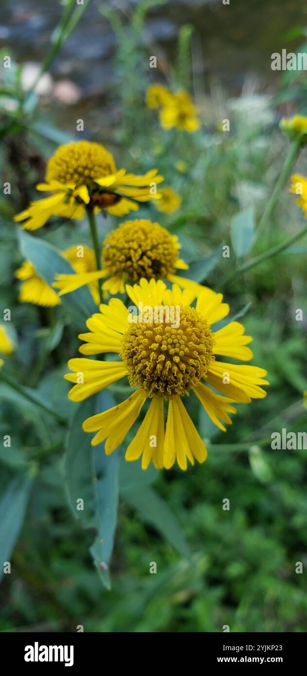 common sneezeweed (Helenium autumnale Stock Photo - Alamy