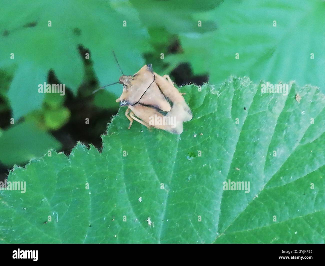 northern fruit bug (Carpocoris fuscispinus Stock Photo - Alamy