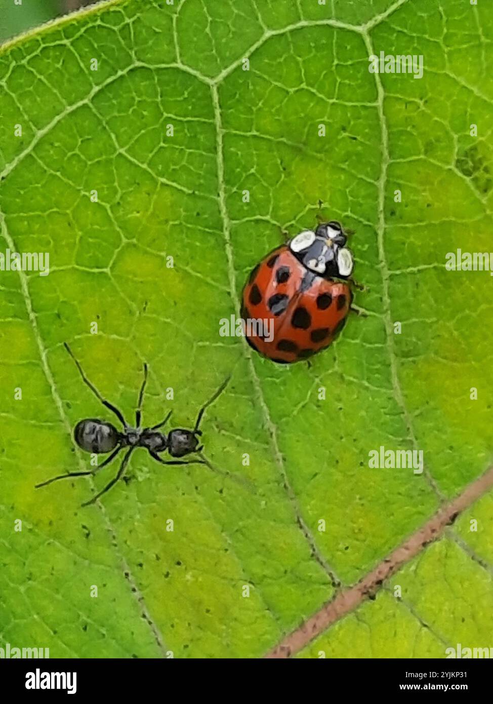 fusca-group Field Ants and Allies (Formica fusca Stock Photo - Alamy