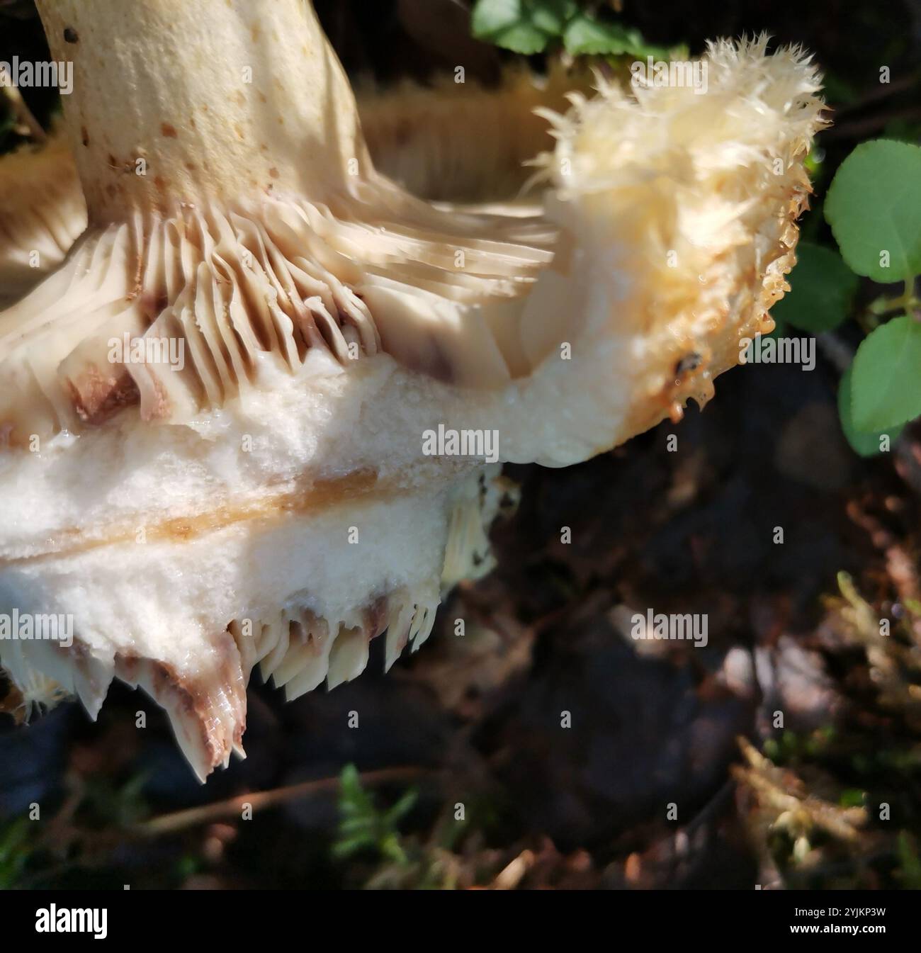 Purple-staining Bearded Milk Cap (Lactarius repraesentaneus Stock Photo ...