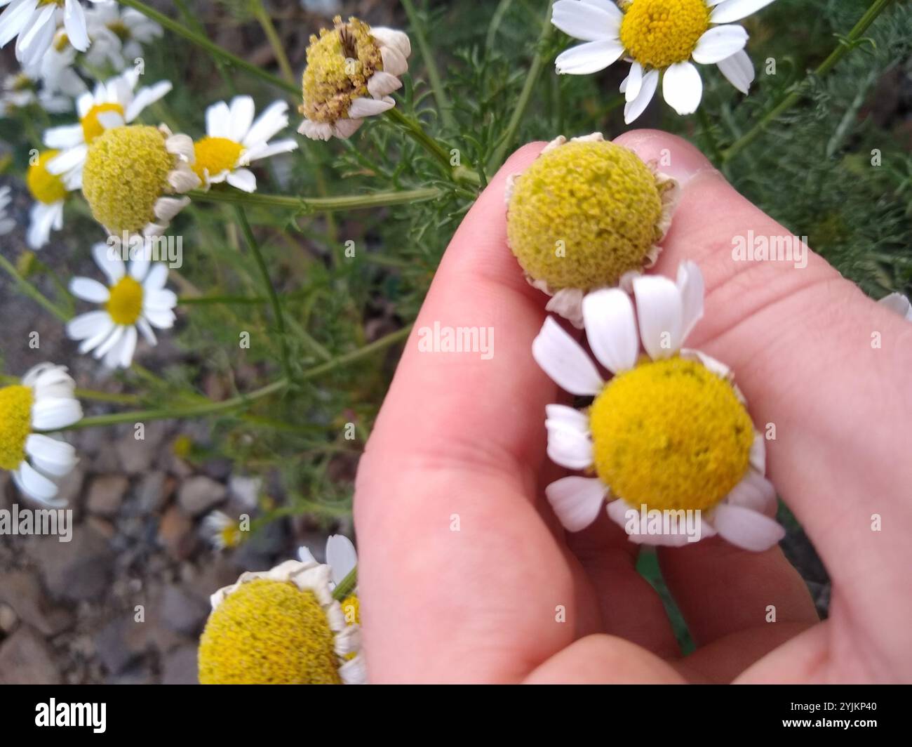 scentless mayweed (Tripleurospermum inodorum Stock Photo - Alamy