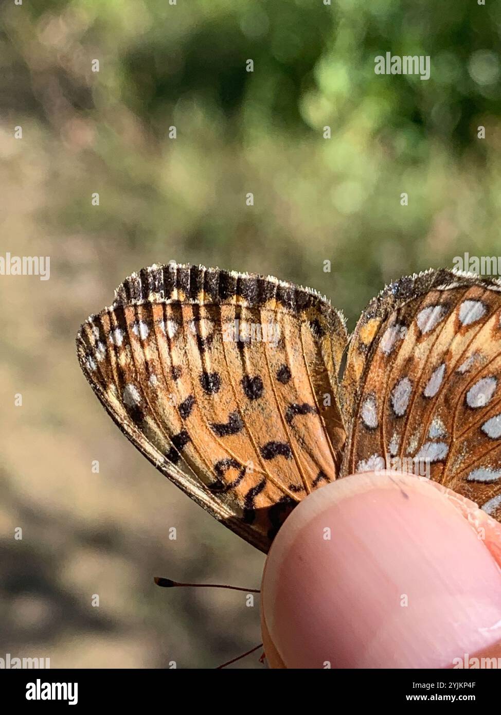 Northwestern fritillary hi-res stock photography and images - Alamy