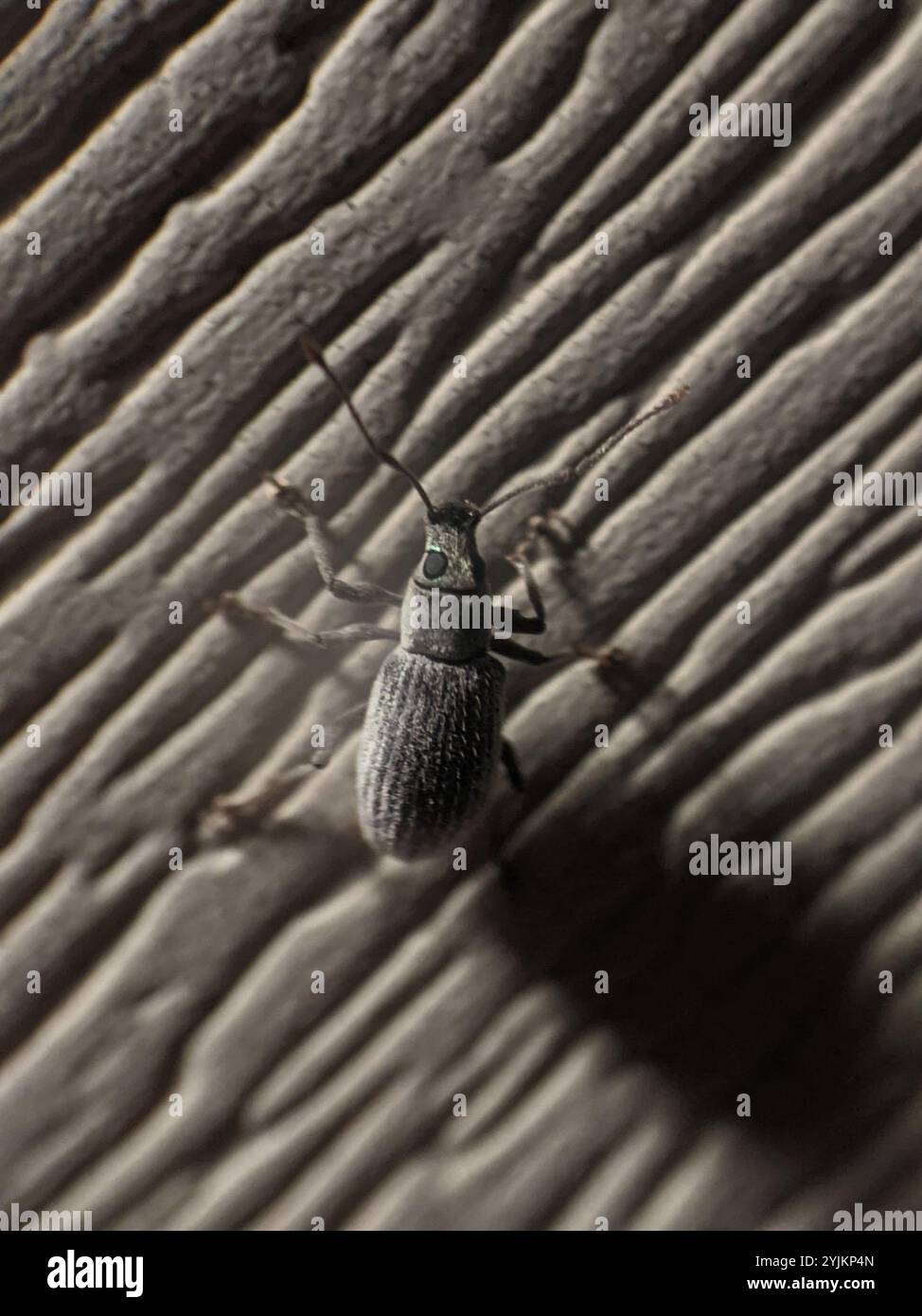 Asian oak weevil hi-res stock photography and images - Alamy