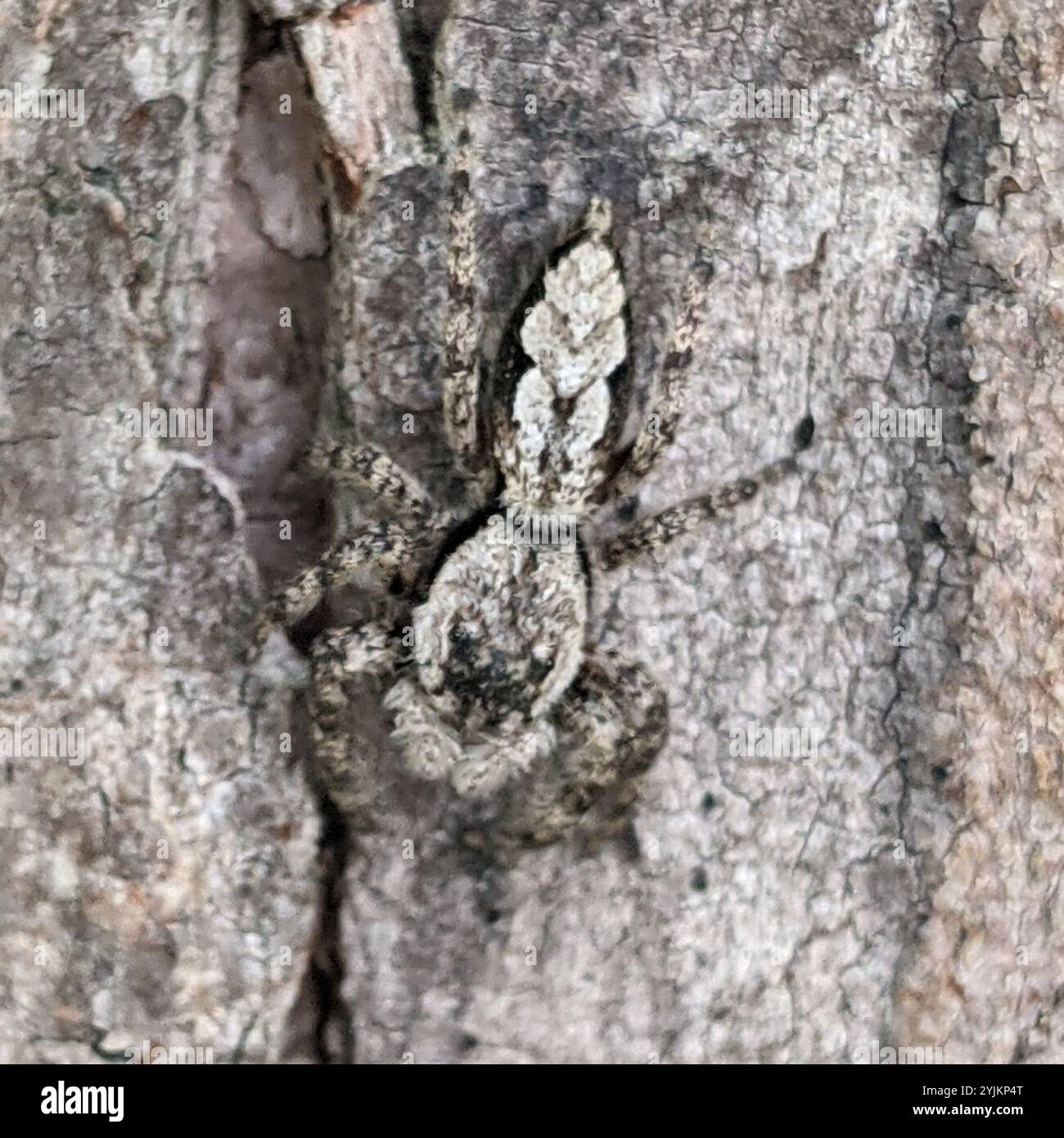 Tan Jumping Spider (Platycryptus undatus Stock Photo - Alamy