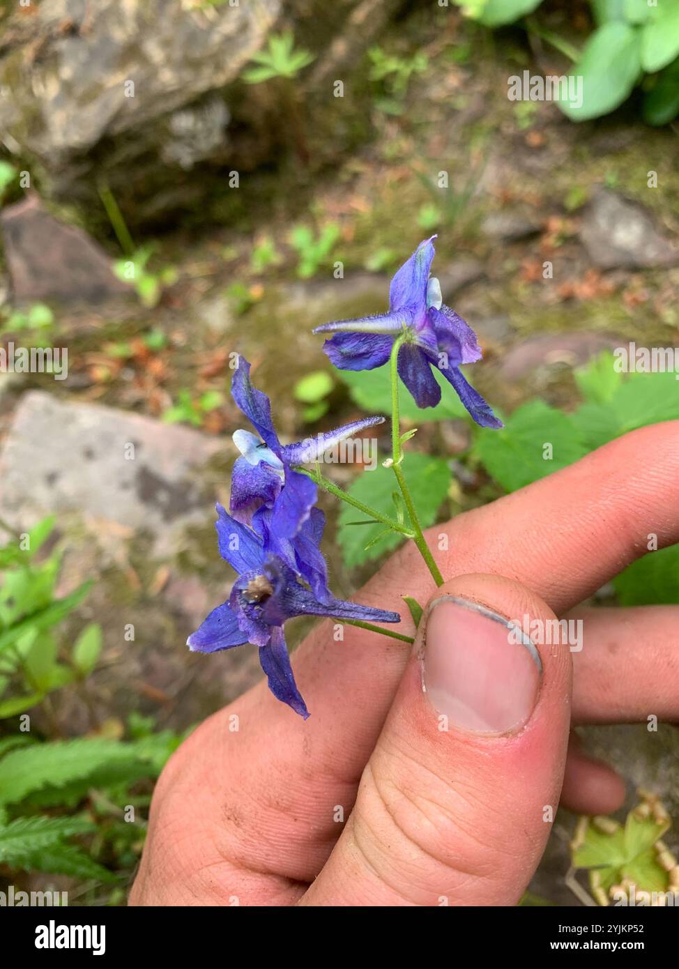 Low Larkspur (Delphinium bicolor Stock Photo - Alamy