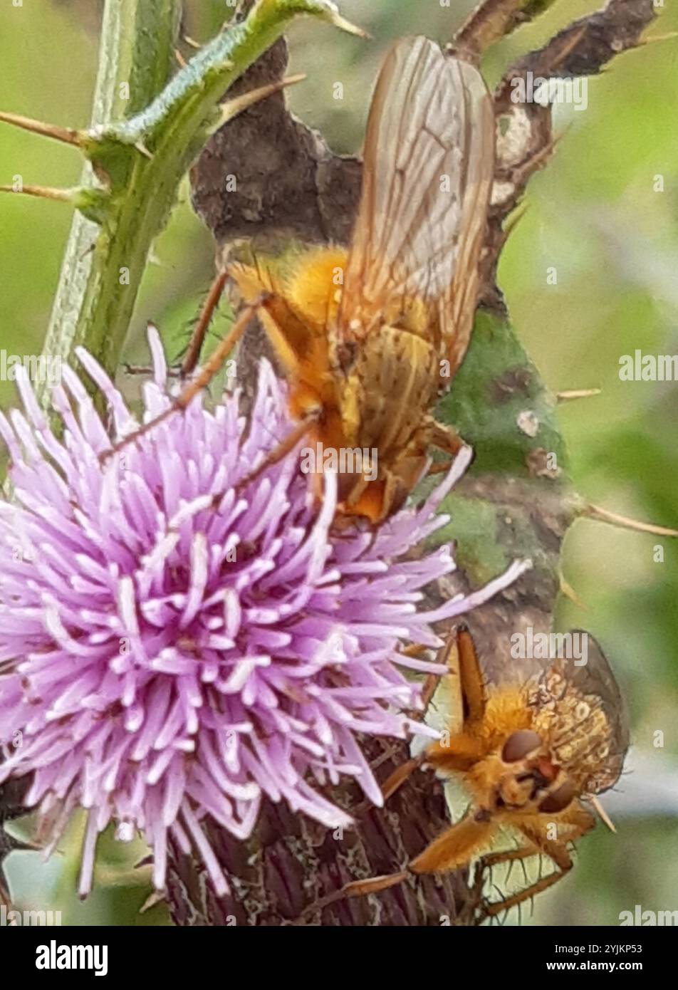 Golden Dung Fly (Scathophaga stercoraria Stock Photo - Alamy