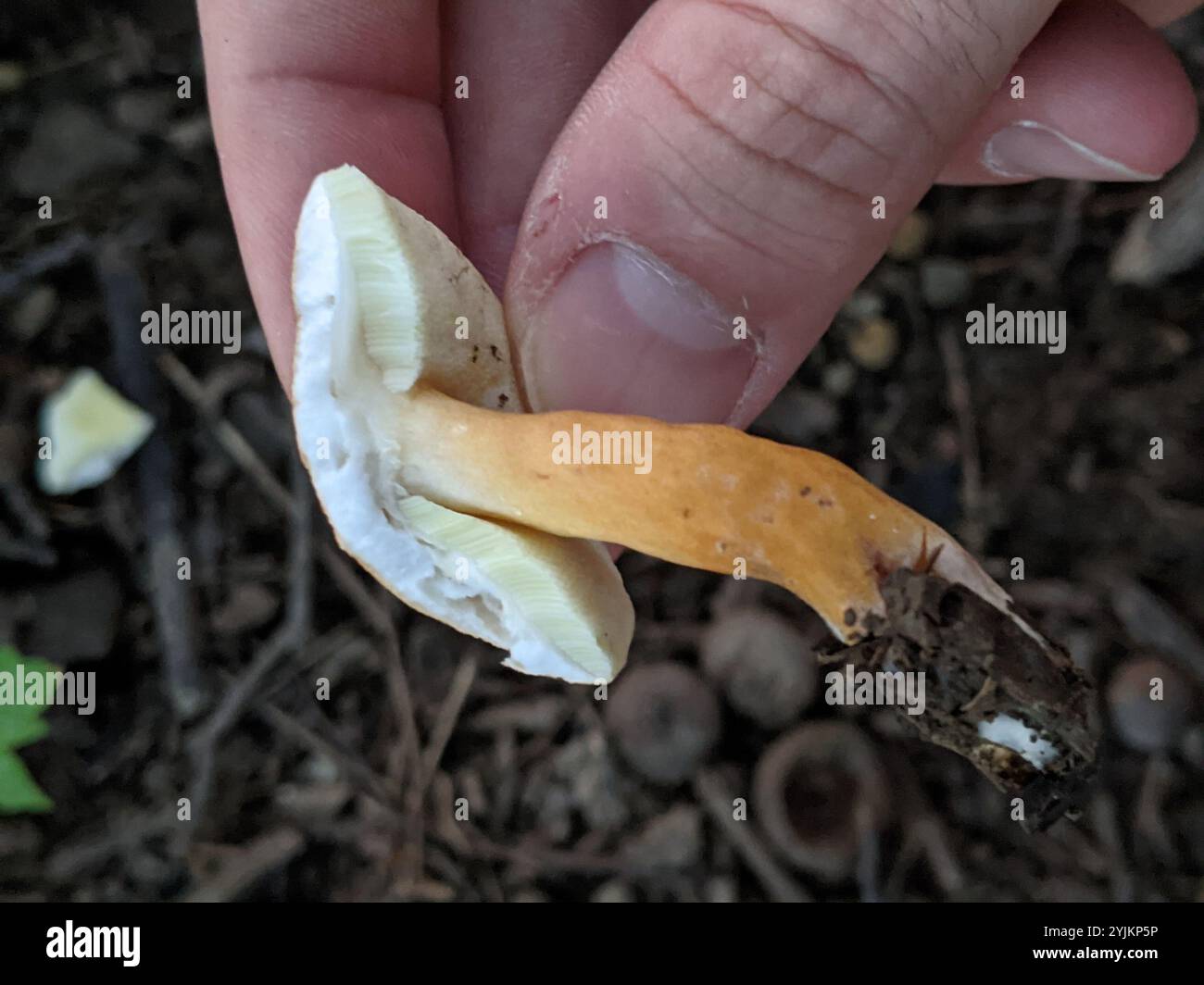 Gyroporus castaneus hi-res stock photography and images - Alamy
