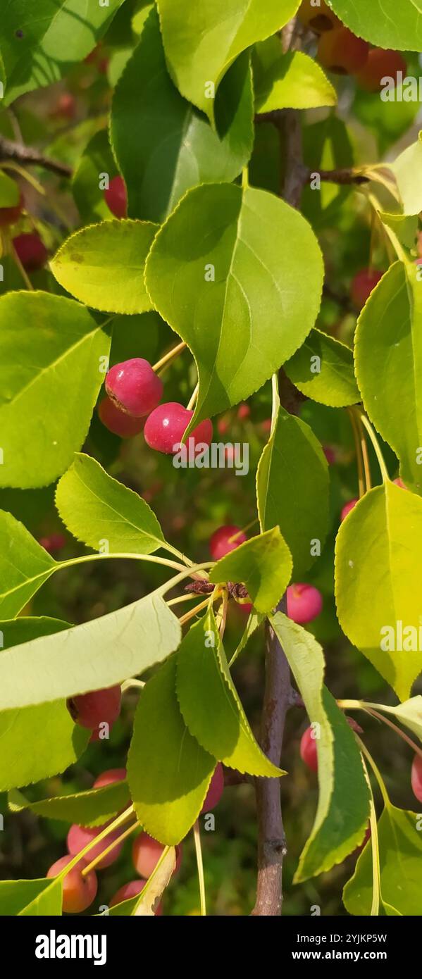 Siberian crabapple (Malus baccata Stock Photo - Alamy