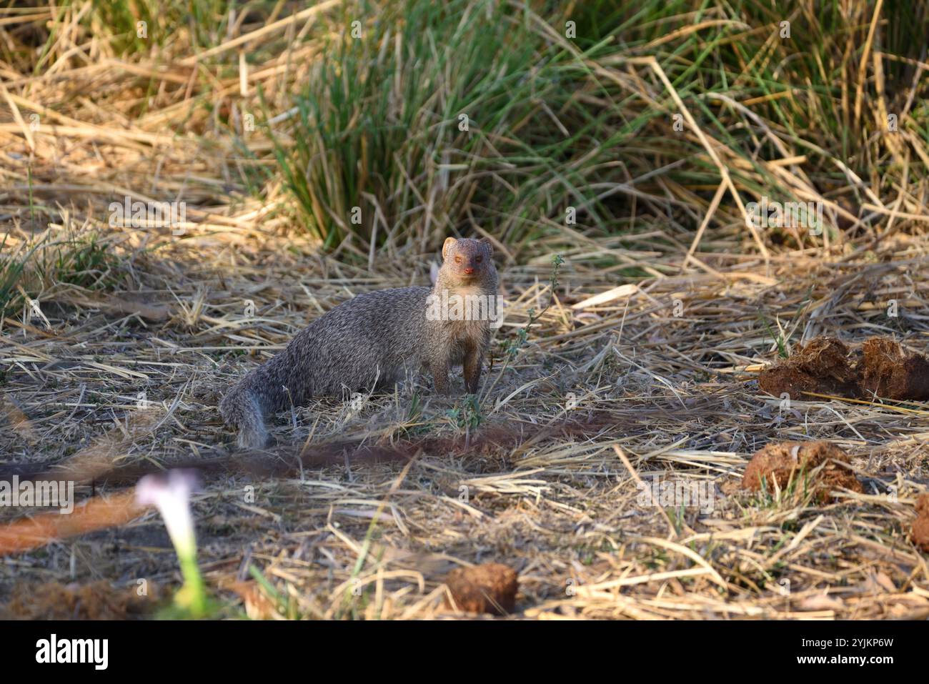 Indian grey mongoose, wildlife bhopal, India Stock Photo - Alamy