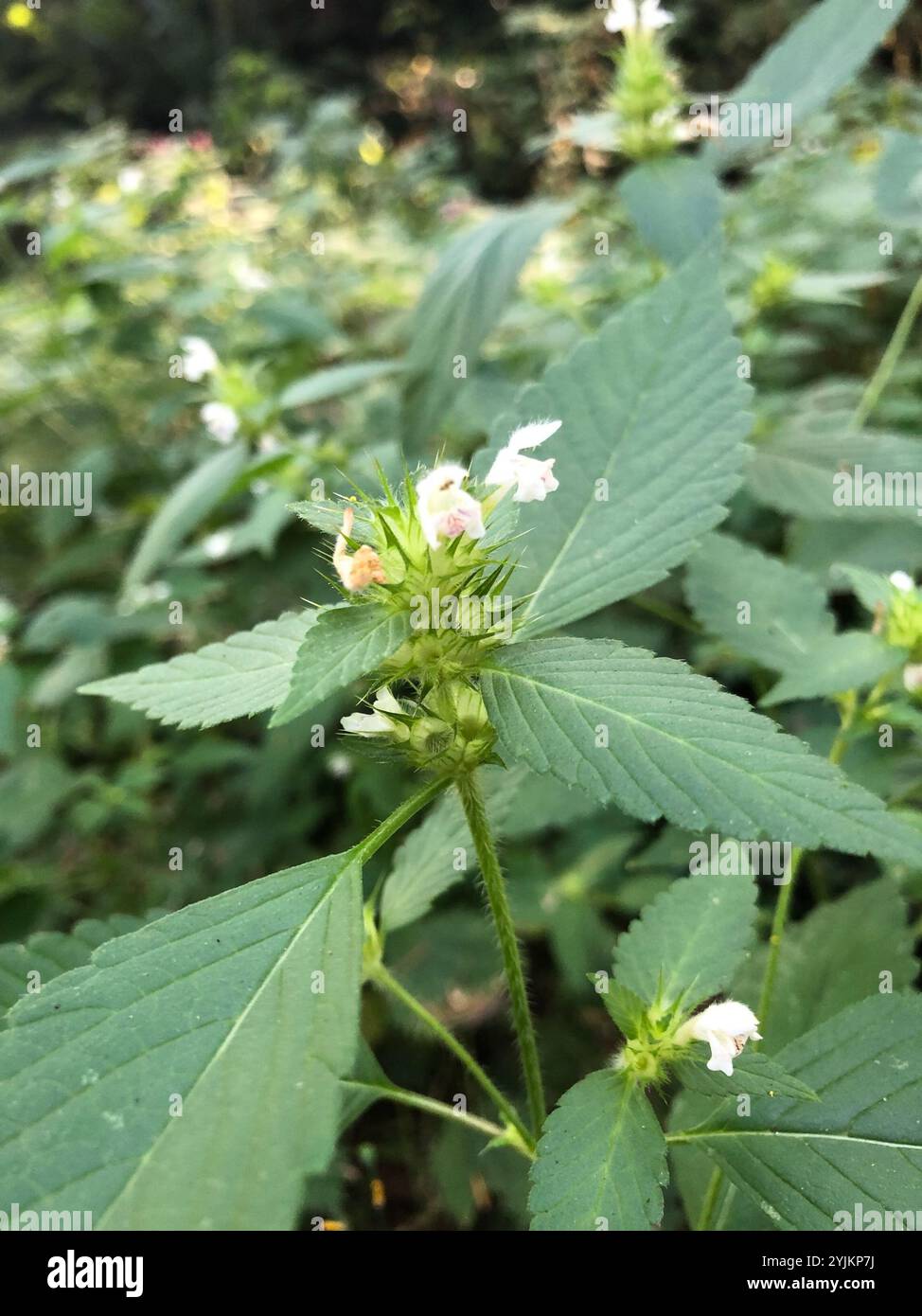 Common hemp-nettle (Galeopsis tetrahit Stock Photo - Alamy