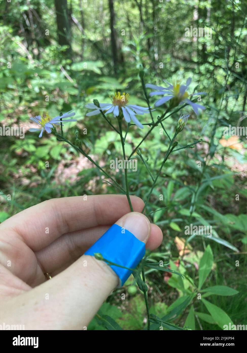 smooth blue aster (Symphyotrichum laeve Stock Photo - Alamy