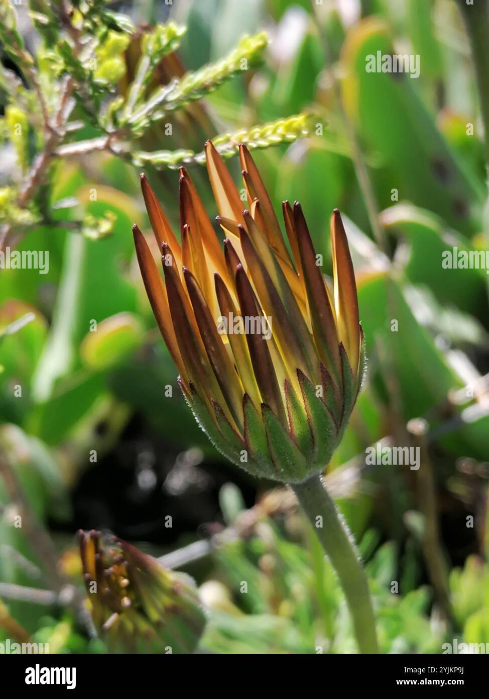 African oxeye (Dimorphotheca nudicaulis Stock Photo - Alamy