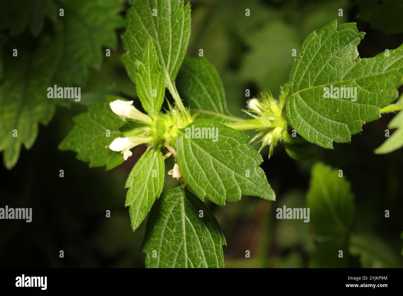 Common hemp-nettle (Galeopsis tetrahit Stock Photo - Alamy