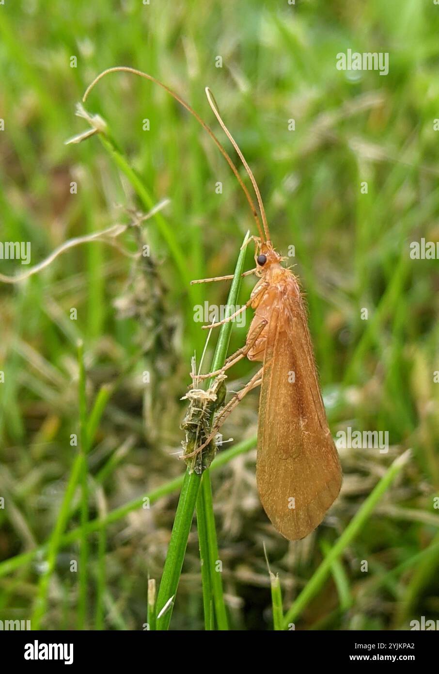 Northern Caddisflies (Limnephilidae Stock Photo - Alamy