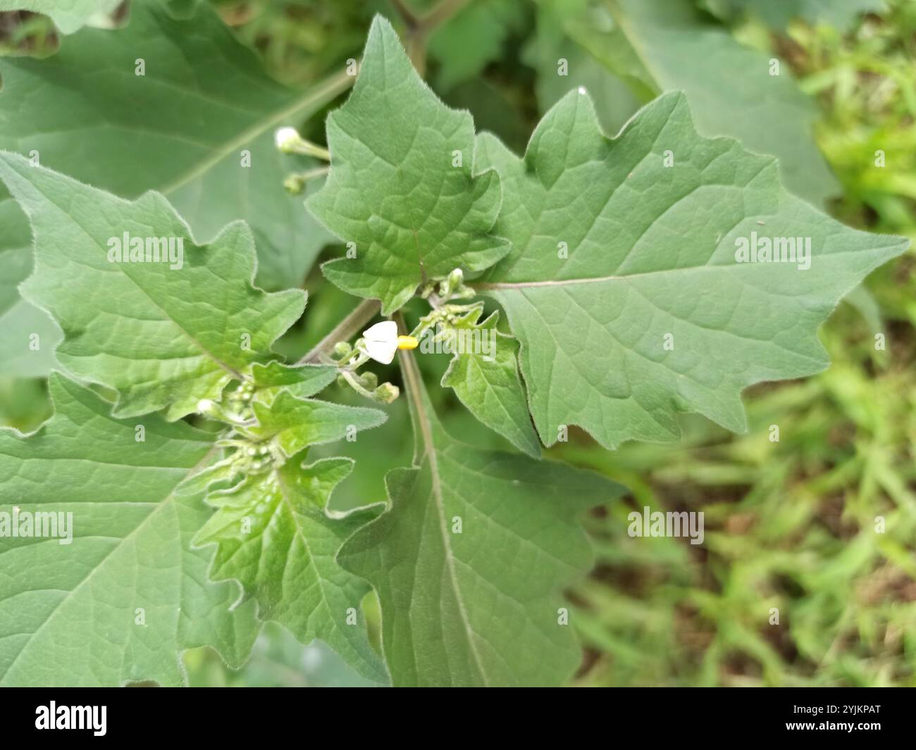 black nightshade (Solanum nigrum Stock Photo - Alamy