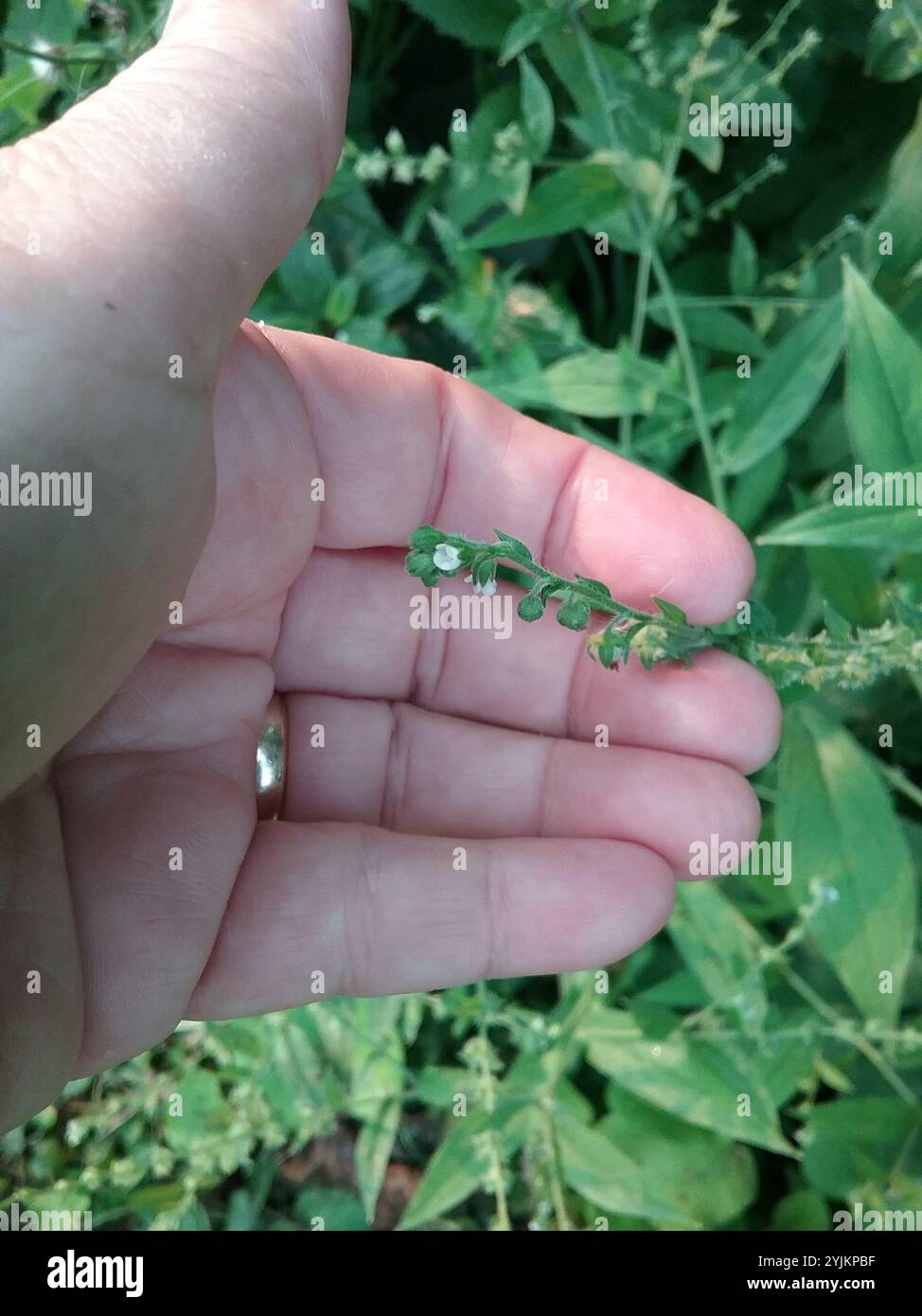 virginia stickseed (Hackelia virginiana Stock Photo - Alamy