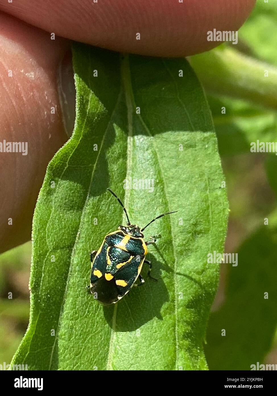 Cabbage Bug (Eurydema oleracea Stock Photo - Alamy