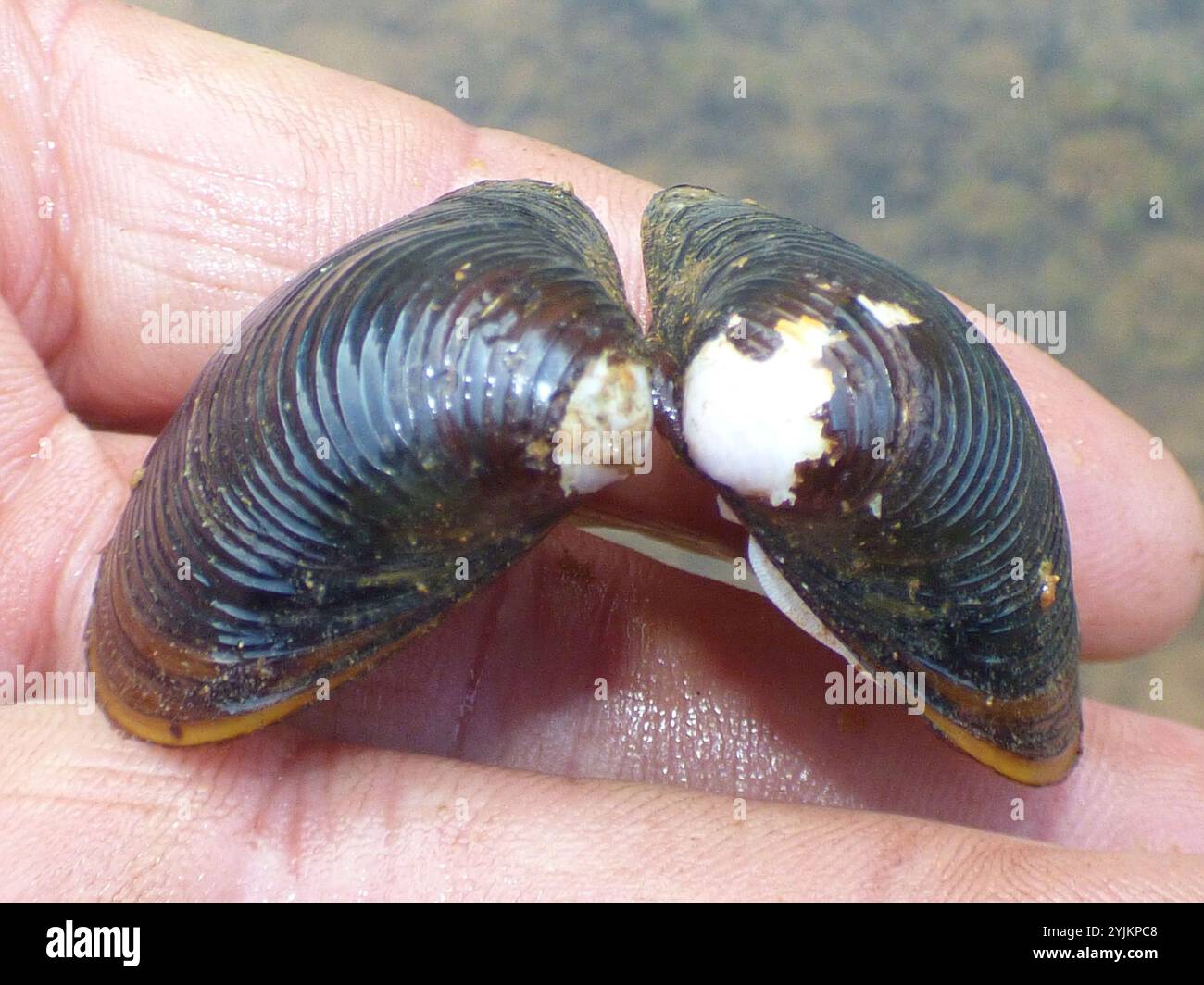 Asian Clam (Corbicula fluminea Stock Photo - Alamy