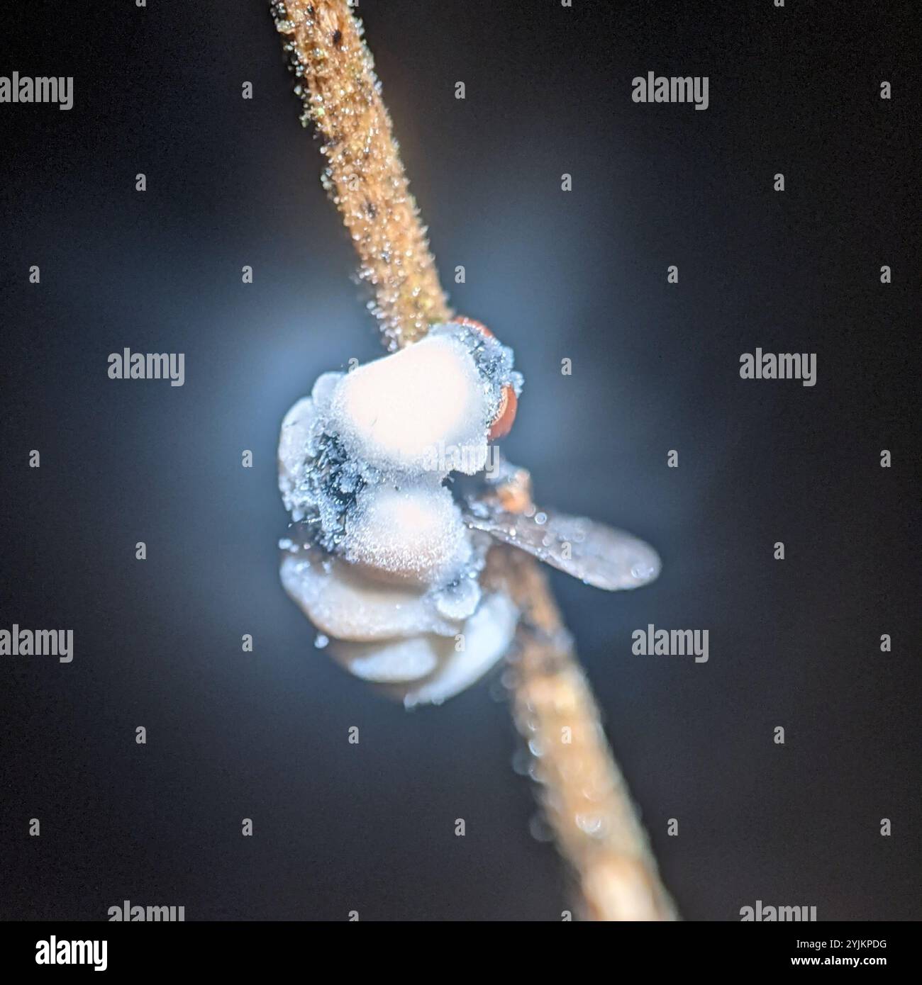 Fly Death Fungi (Entomophthora muscae Stock Photo - Alamy