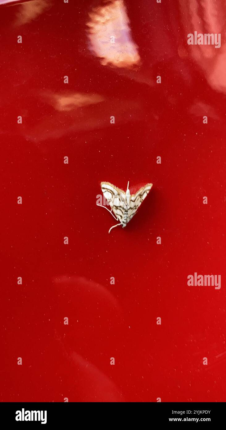 Beautiful China-mark (Nymphula nitidulata Stock Photo - Alamy