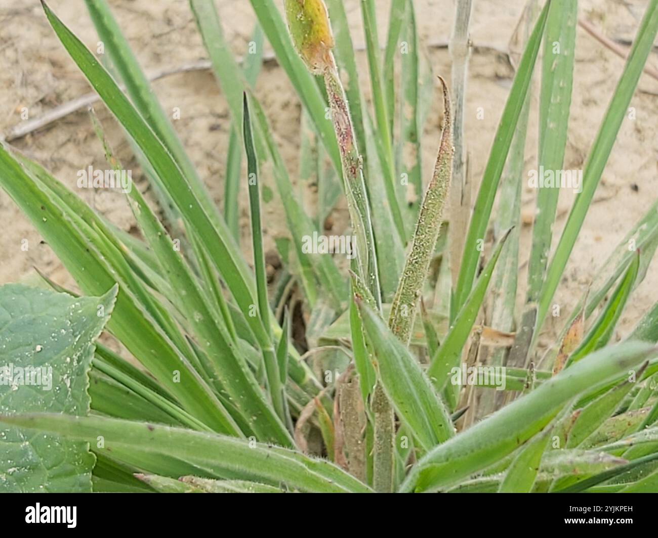 Yorkshire fog (Holcus lanatus Stock Photo - Alamy