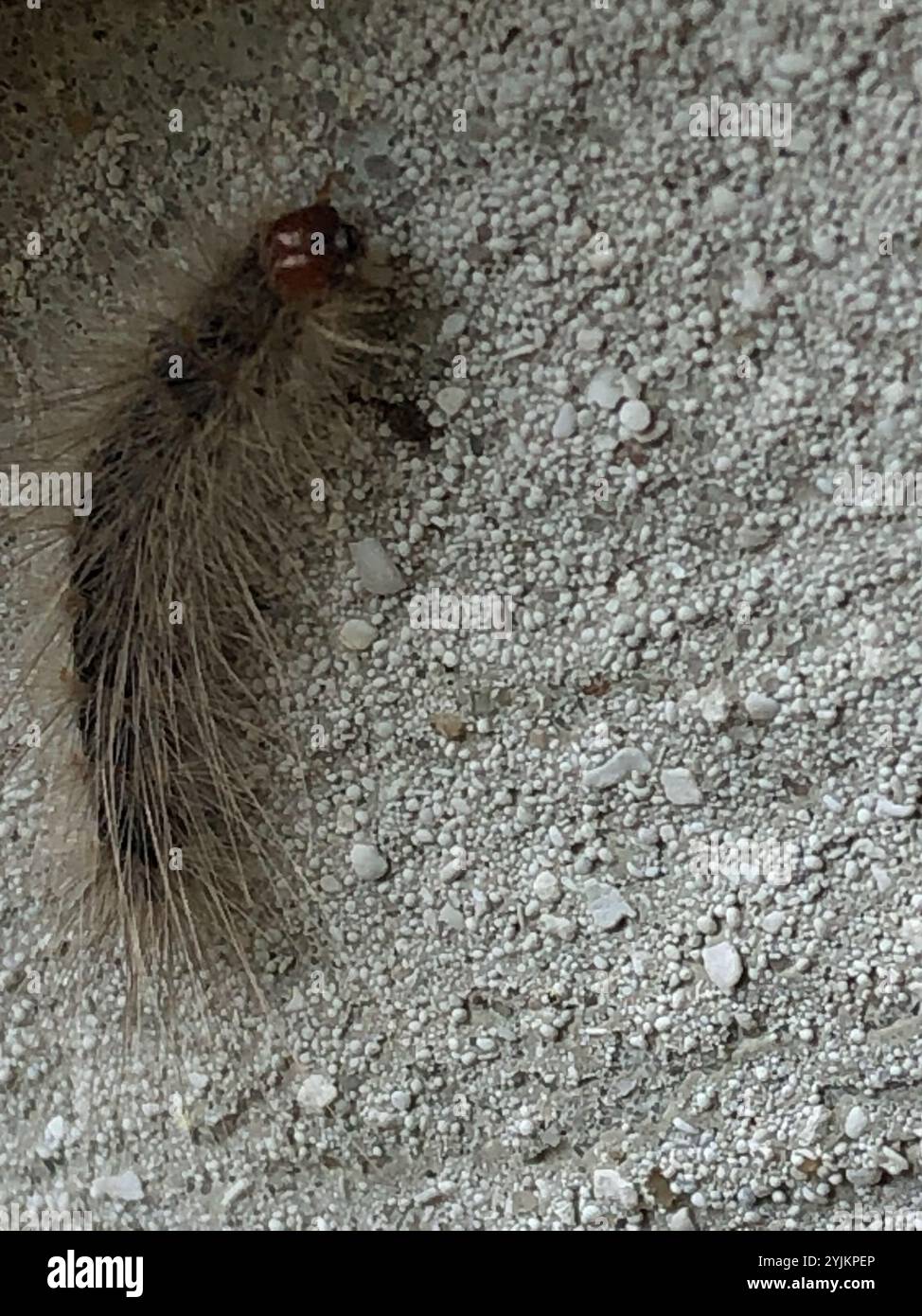 Fall Webworm Moth (Hyphantria cunea Stock Photo - Alamy
