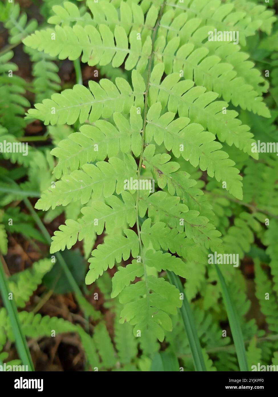 marsh fern (Thelypteris palustris Stock Photo - Alamy