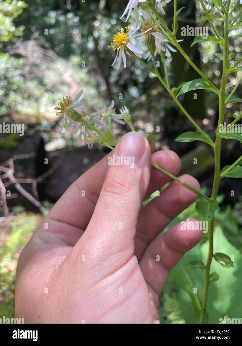 large-leaved aster (Eurybia macrophylla Stock Photo - Alamy