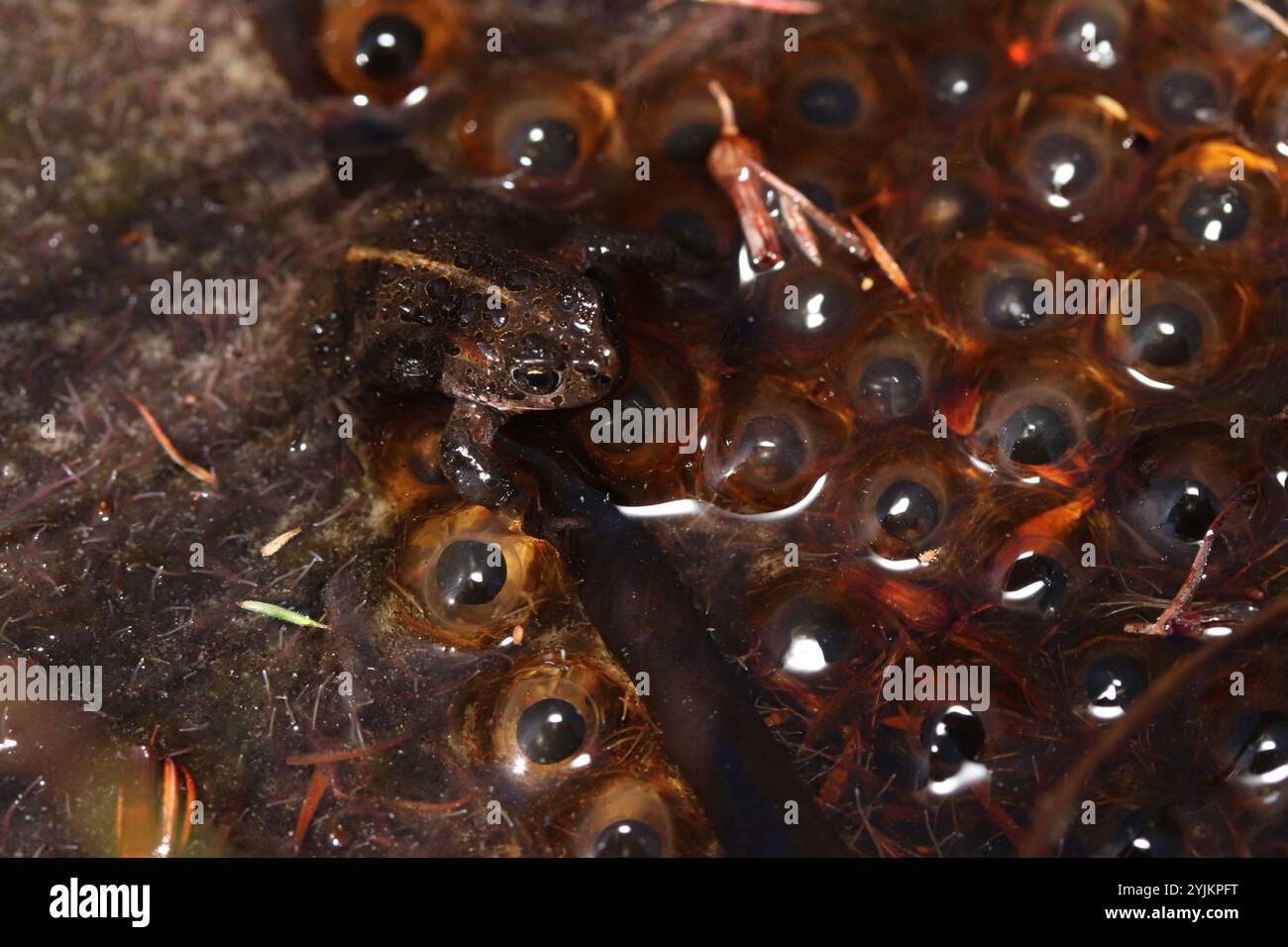 Moonlight Mountain Toadlet (Capensibufo selenophos Stock Photo - Alamy