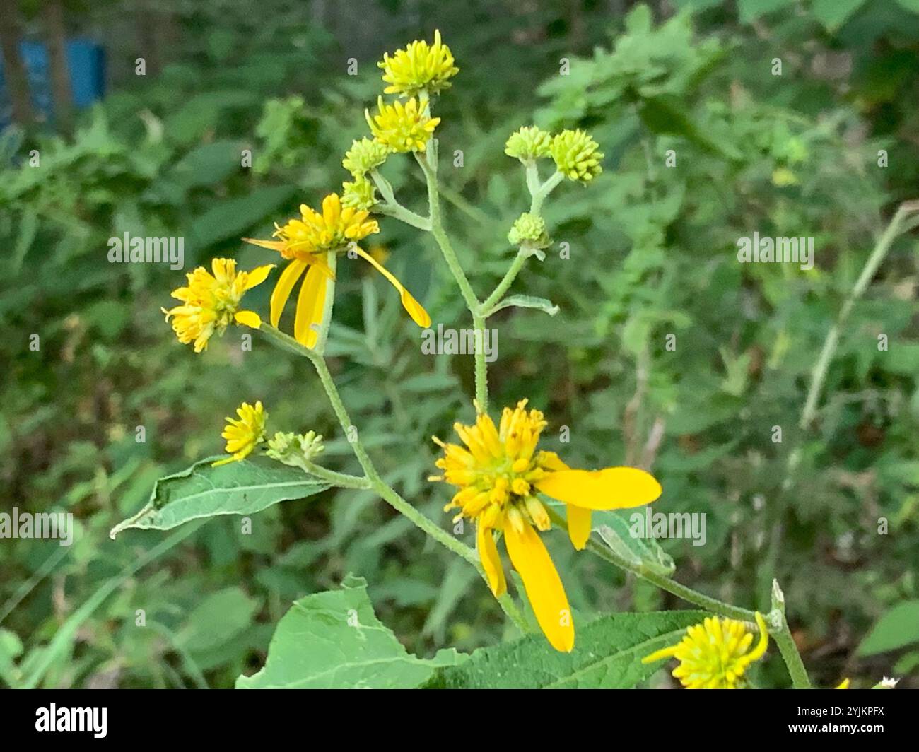 Wingstem (Verbesina alternifolia Stock Photo - Alamy