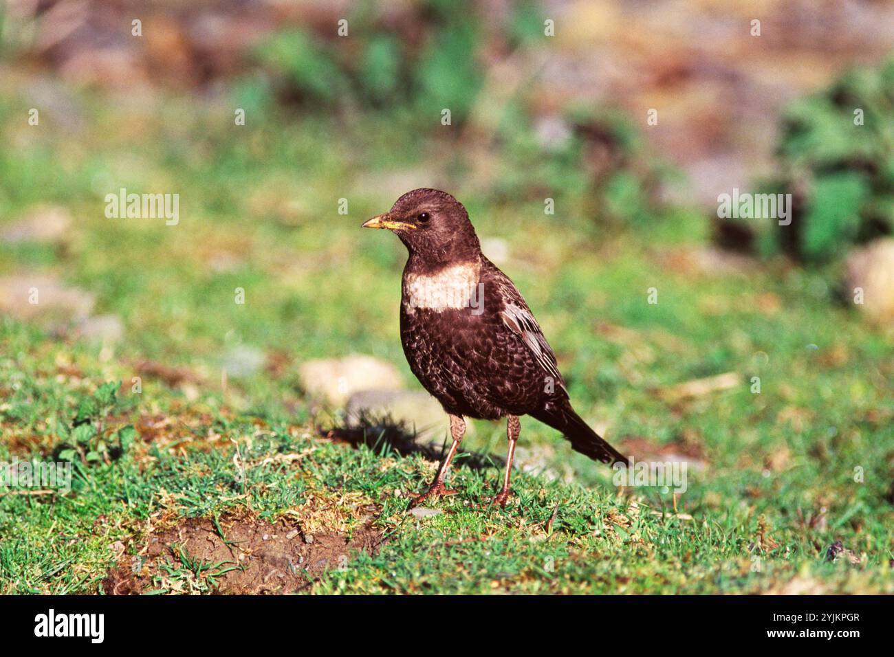 Ring ouzel Turdus torquatus female Elan Valley Wales UK Stock Photo - Alamy