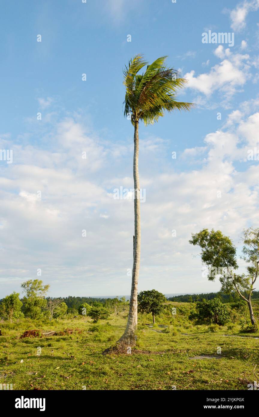 coconut tree agaist blue sky Stock Photo - Alamy