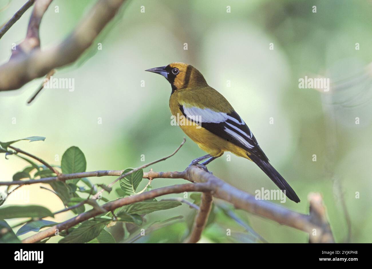 Jamaican oriole icterus leucopteryx hi-res stock photography and images ...