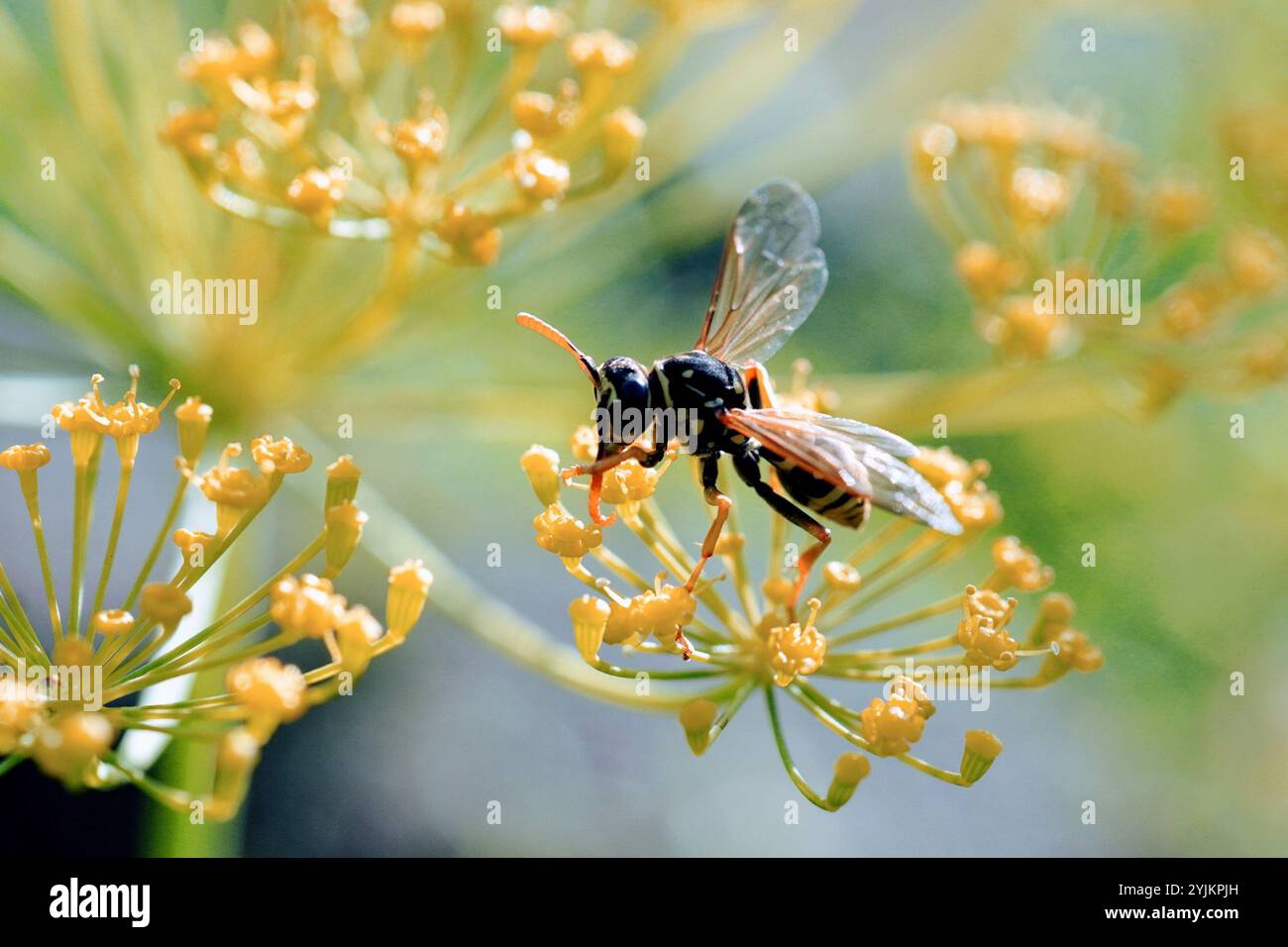 European Paper Wasp (Polistes dominula Stock Photo - Alamy