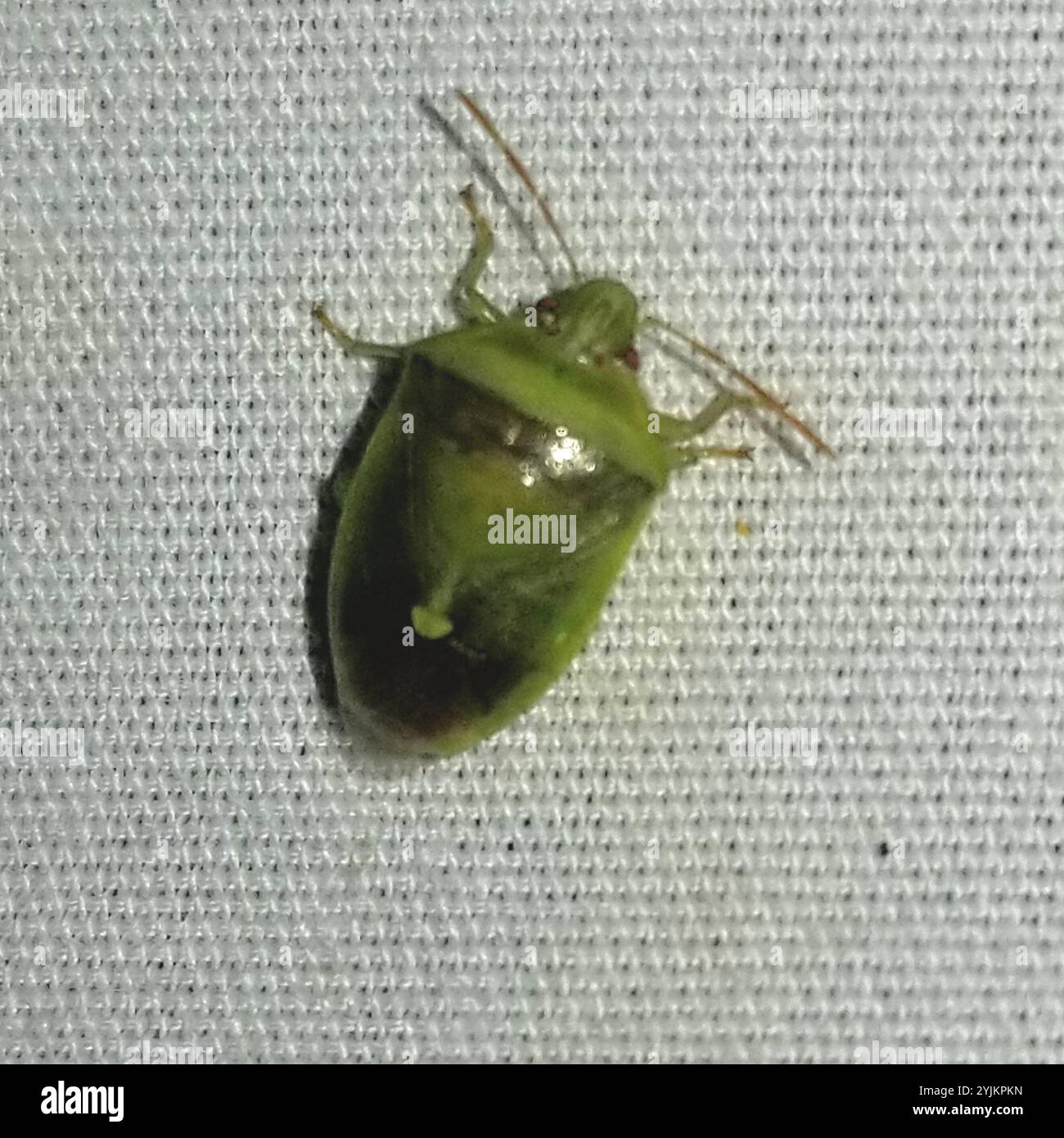 Green Burgundy Stink Bug (Banasa dimidiata Stock Photo - Alamy