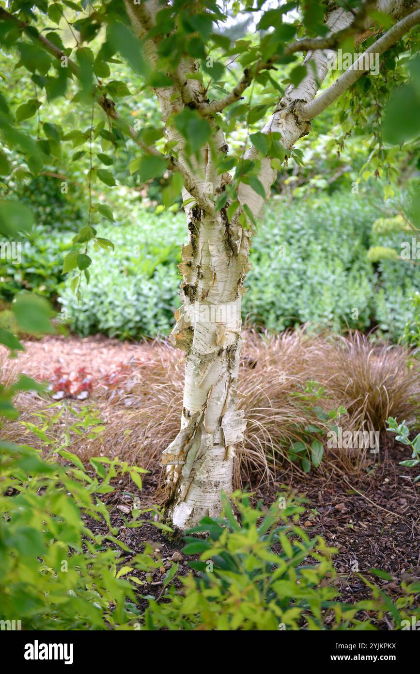 Gold-Birke (Betula ermanii 'Weeping'), Golden birch (Betula ermanii ...