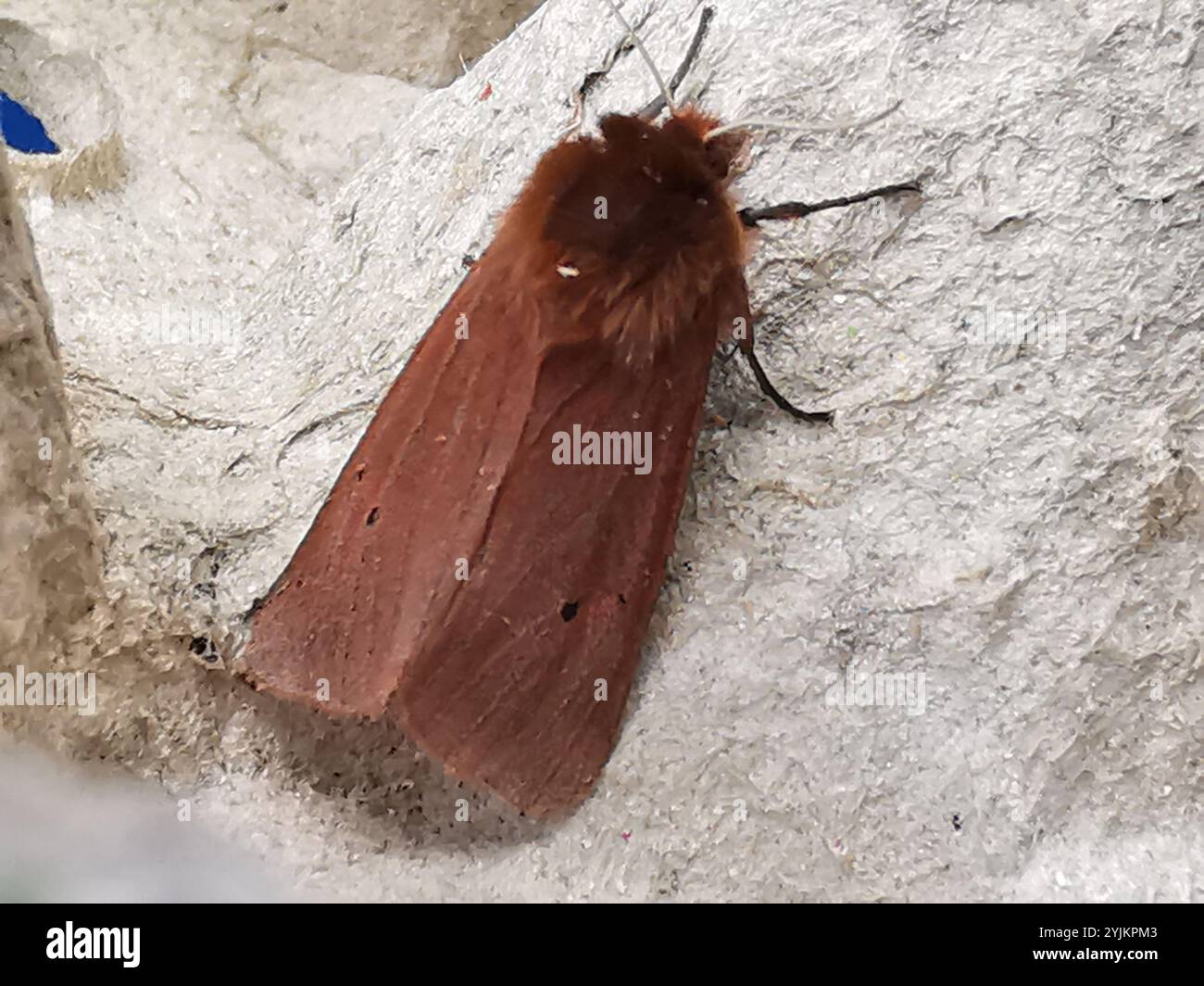 Ruby Tiger Moth (Phragmatobia fuliginosa Stock Photo - Alamy