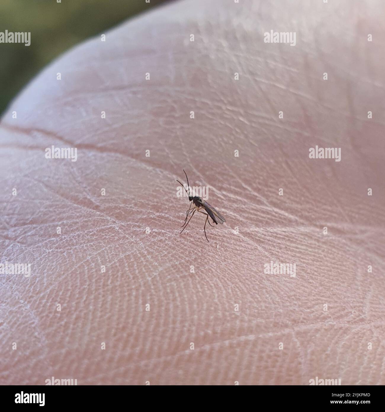 Fungus Gnats and Gall Midges (Sciaroidea Stock Photo - Alamy