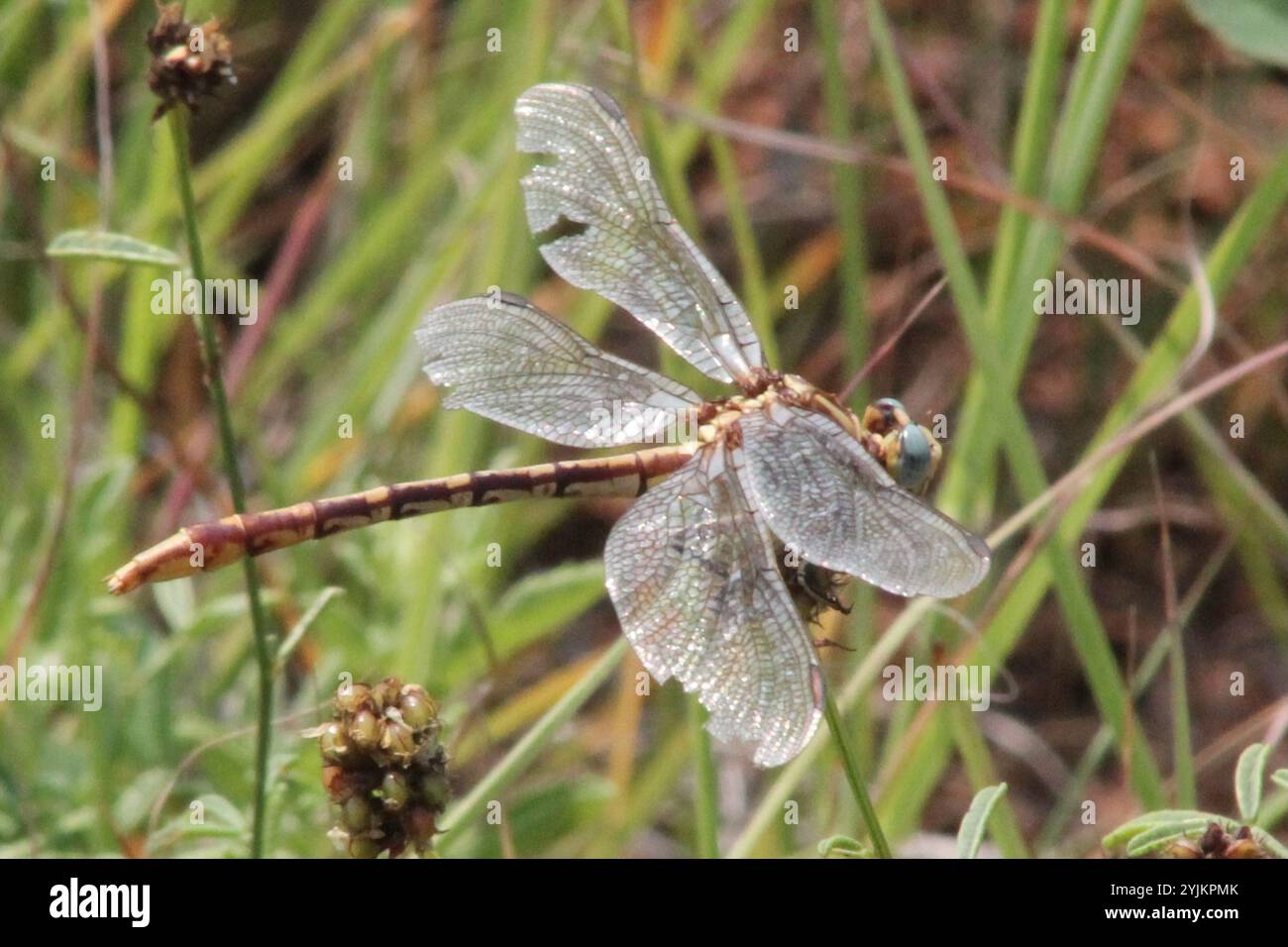 Sulphur-tipped Clubtail (Phanogomphus militaris Stock Photo - Alamy