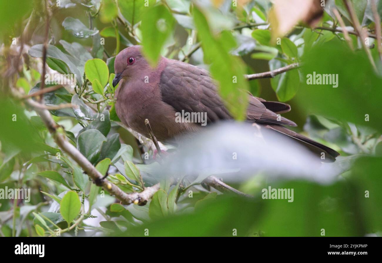 Short-billed Pigeon (Patagioenas nigrirostris Stock Photo - Alamy