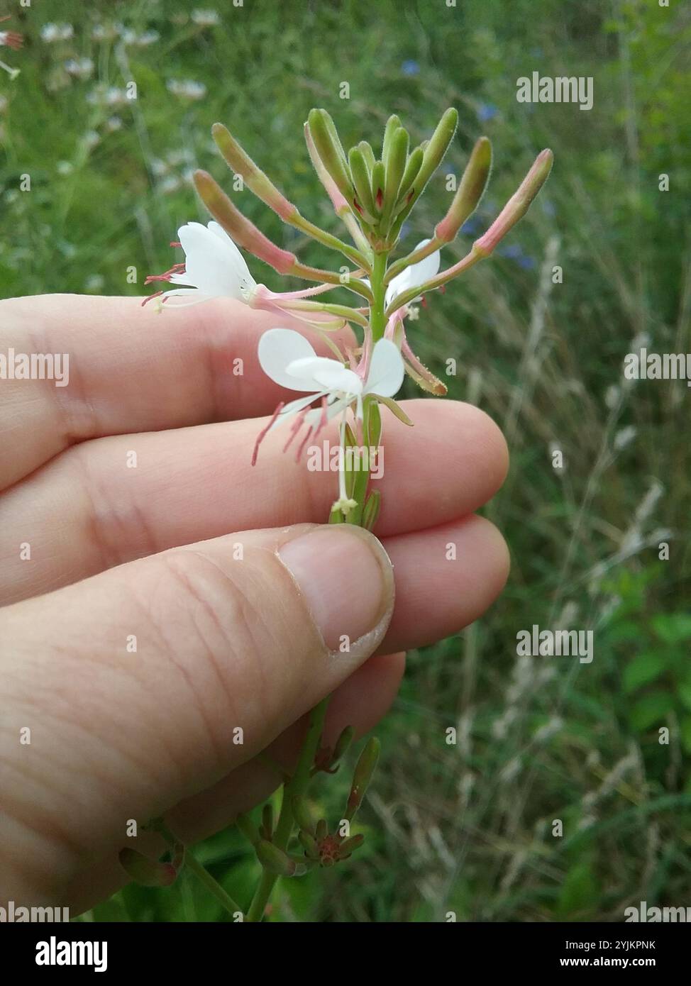 biennial beeblossom (Oenothera gaura Stock Photo - Alamy