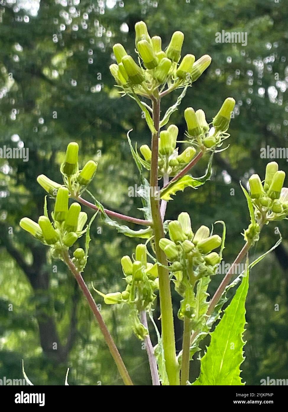 American burnweed (Erechtites hieraciifolius Stock Photo - Alamy