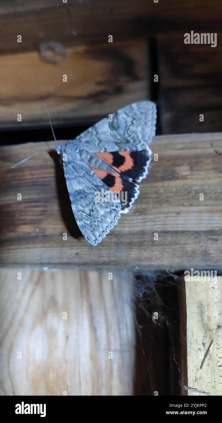 Underwing Moths (Catocala Stock Photo - Alamy