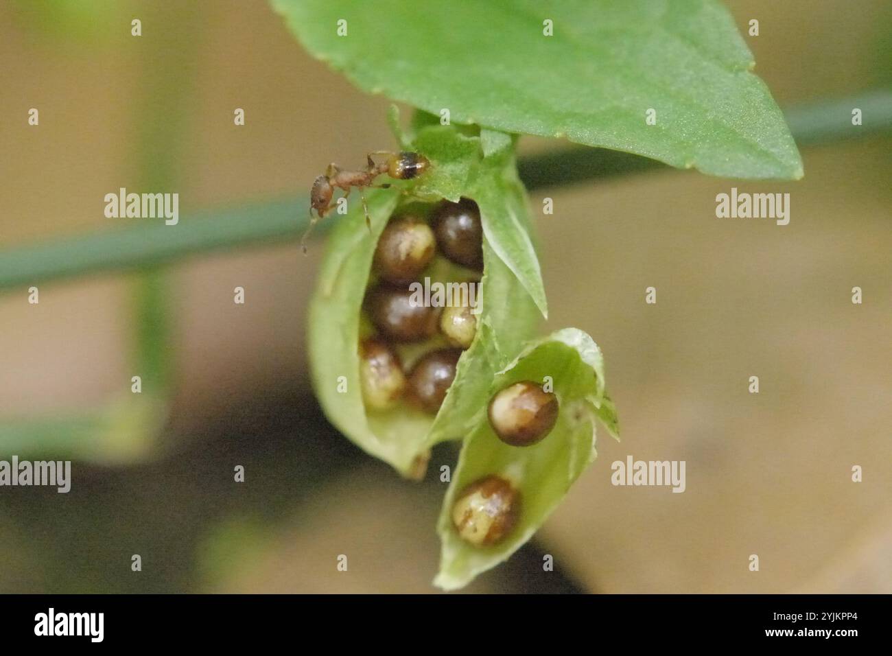 Acorn Ants and Allies (Temnothorax Stock Photo - Alamy