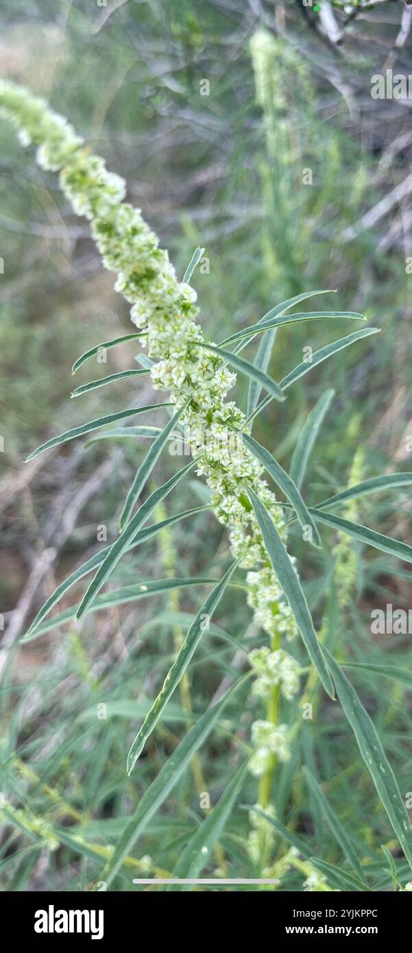 Fringed Amaranth (Amaranthus fimbriatus Stock Photo - Alamy