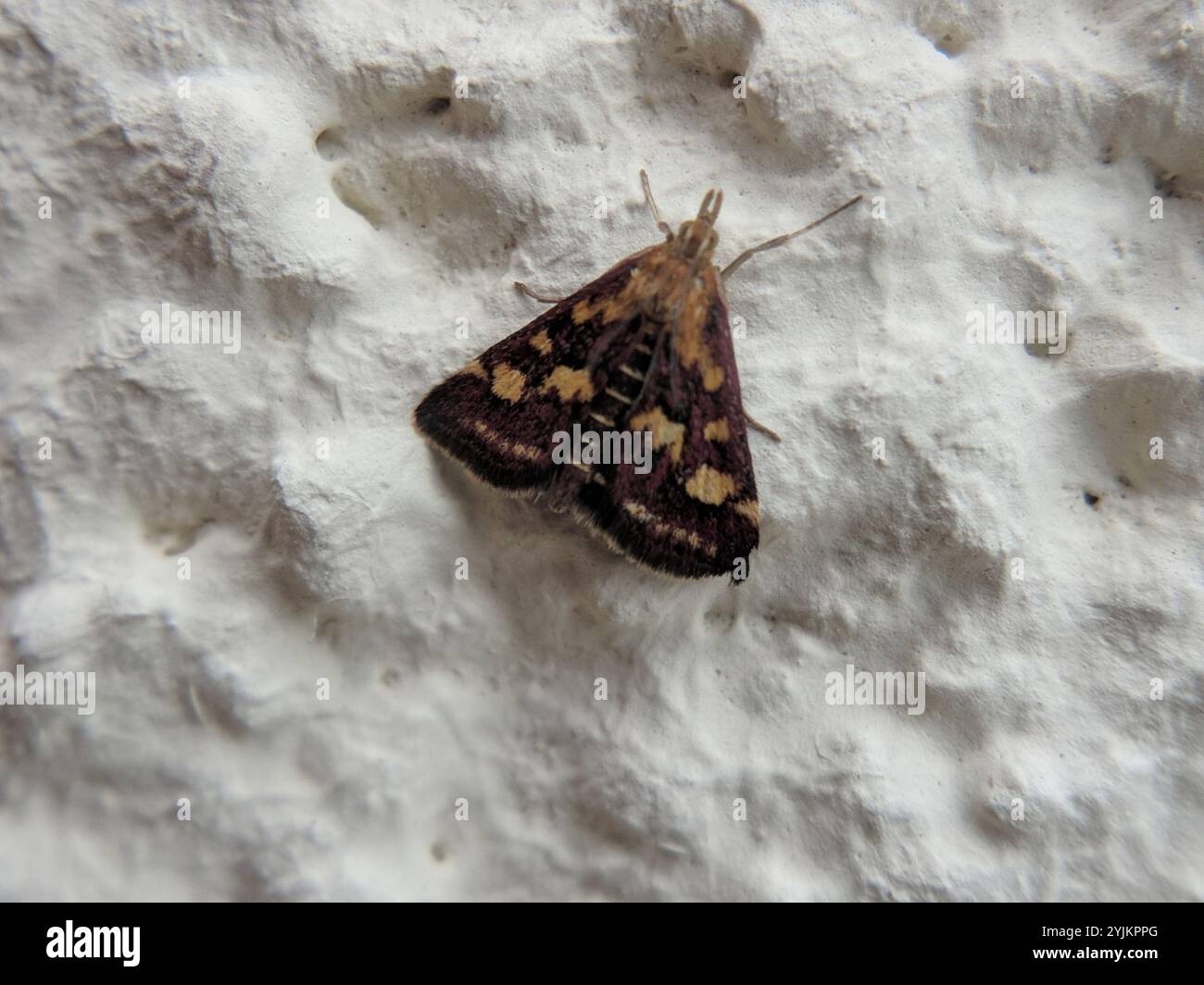 Common Crimson-and-gold Moth (Pyrausta purpuralis Stock Photo - Alamy