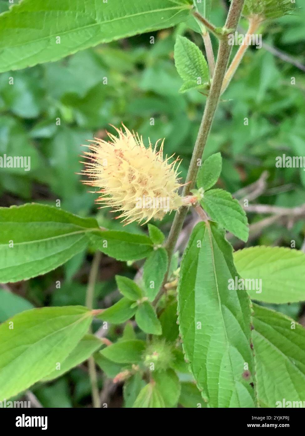 Field Copperleaf (Acalypha arvensis Stock Photo - Alamy