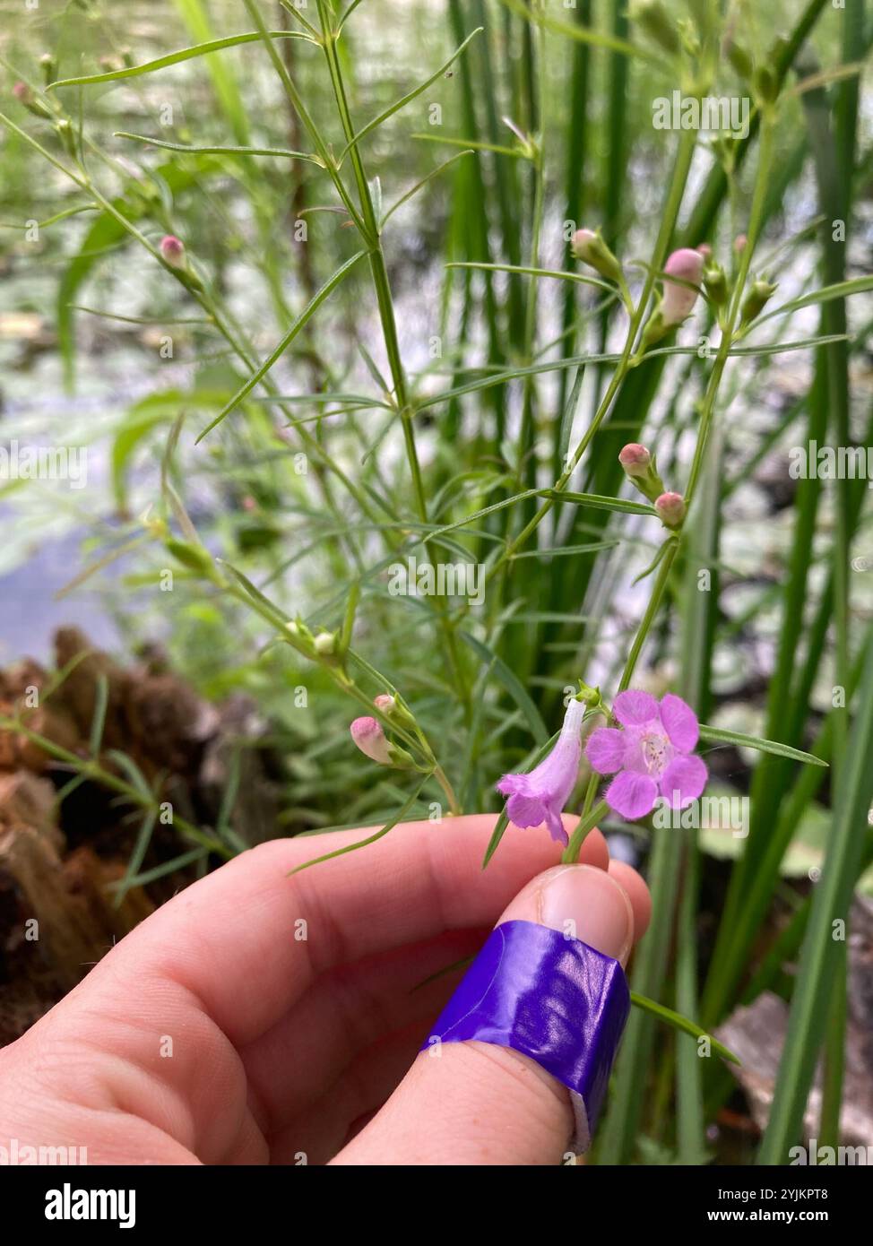 Small-flower False Foxglove (Agalinis purpurea parviflora Stock Photo ...