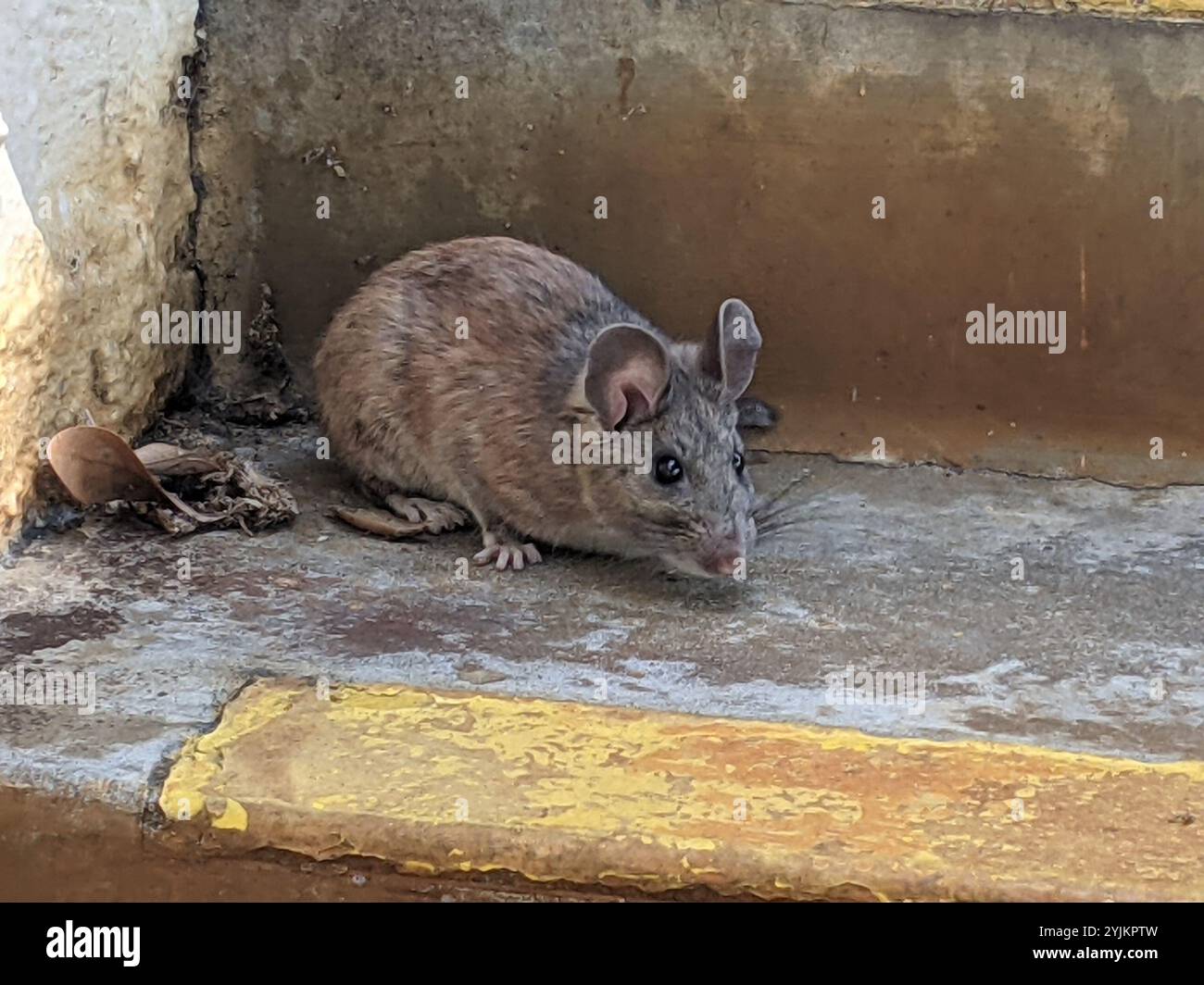 Big-eared Woodrat (Neotoma macrotis Stock Photo - Alamy