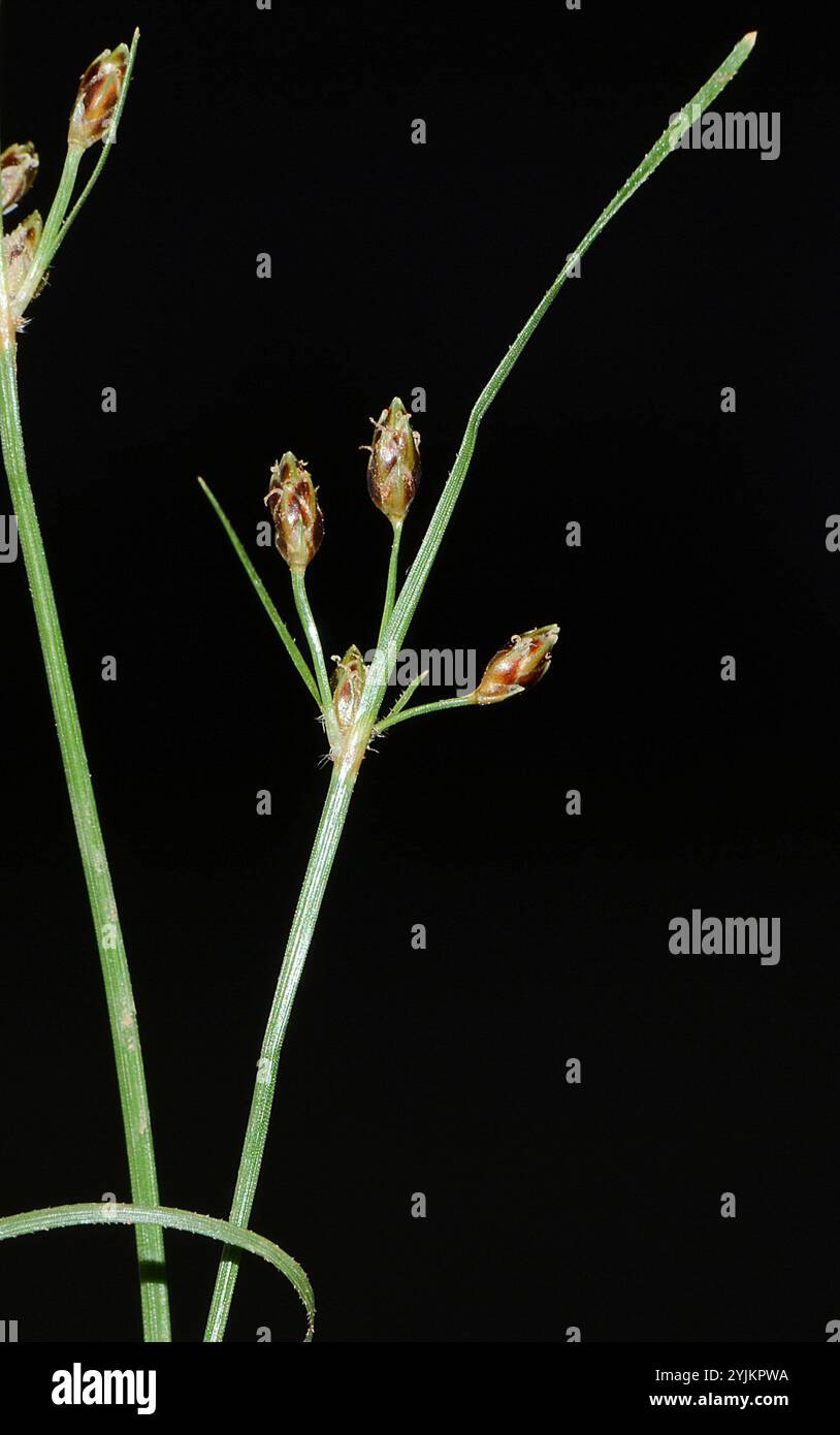 Common Fringe-rush (Fimbristylis dichotoma Stock Photo - Alamy